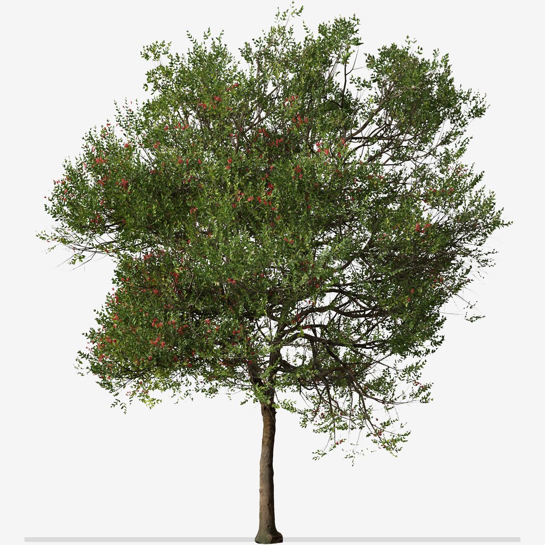 3D Set of Metrosideros excelsa or Pohutukawa Tree - TurboSquid 1968961