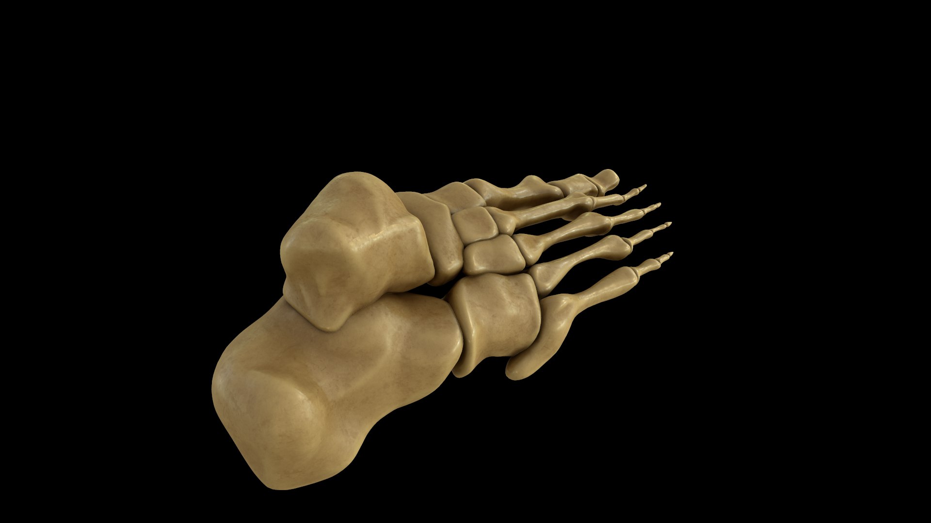 Human Foot Bones 3D Model - TurboSquid 1383622