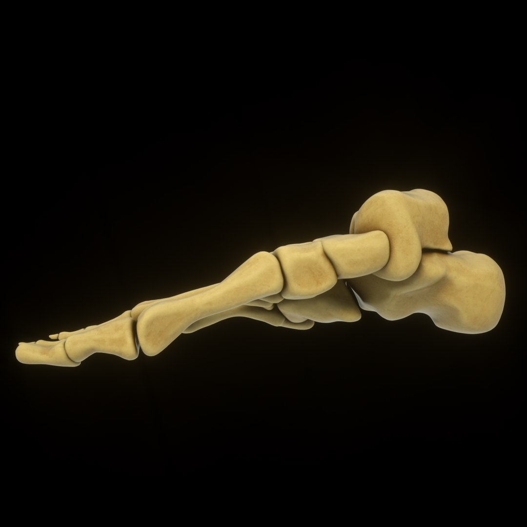 Human Foot Bones 3D Model - TurboSquid 1383622