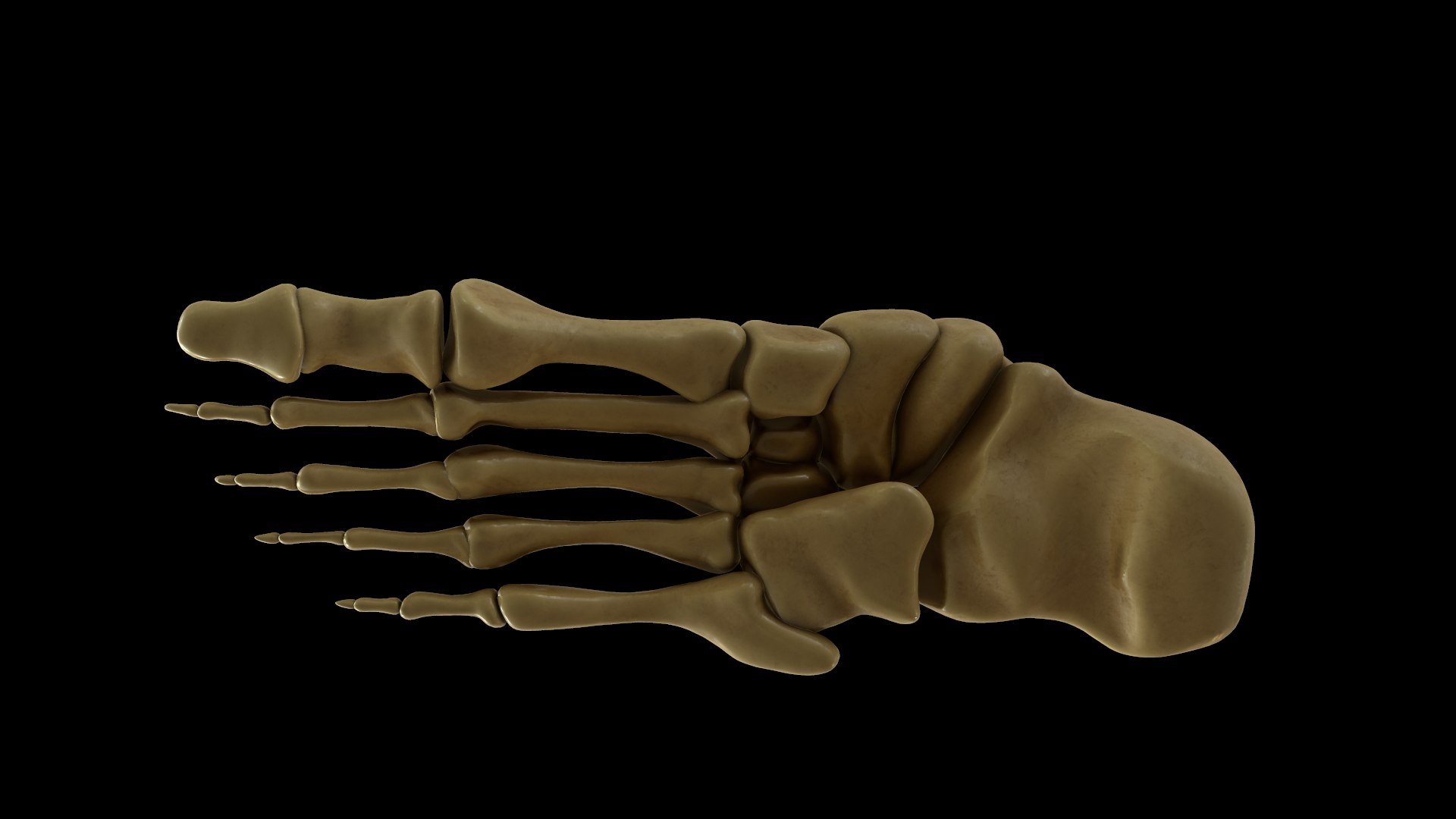 Human Foot Bones 3D Model - TurboSquid 1383622