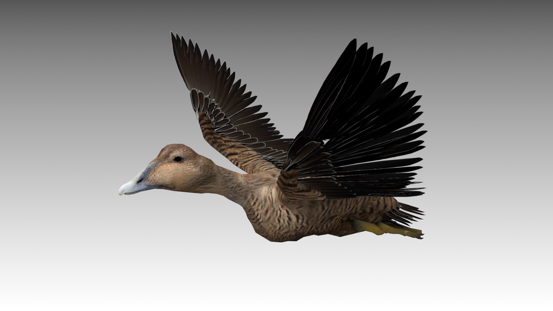 3D Model Common Eider - TurboSquid 1410418