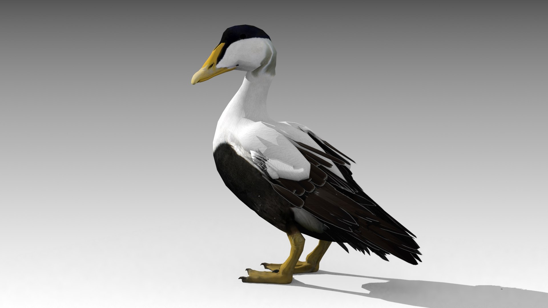 3D Model Common Eider - TurboSquid 1410418