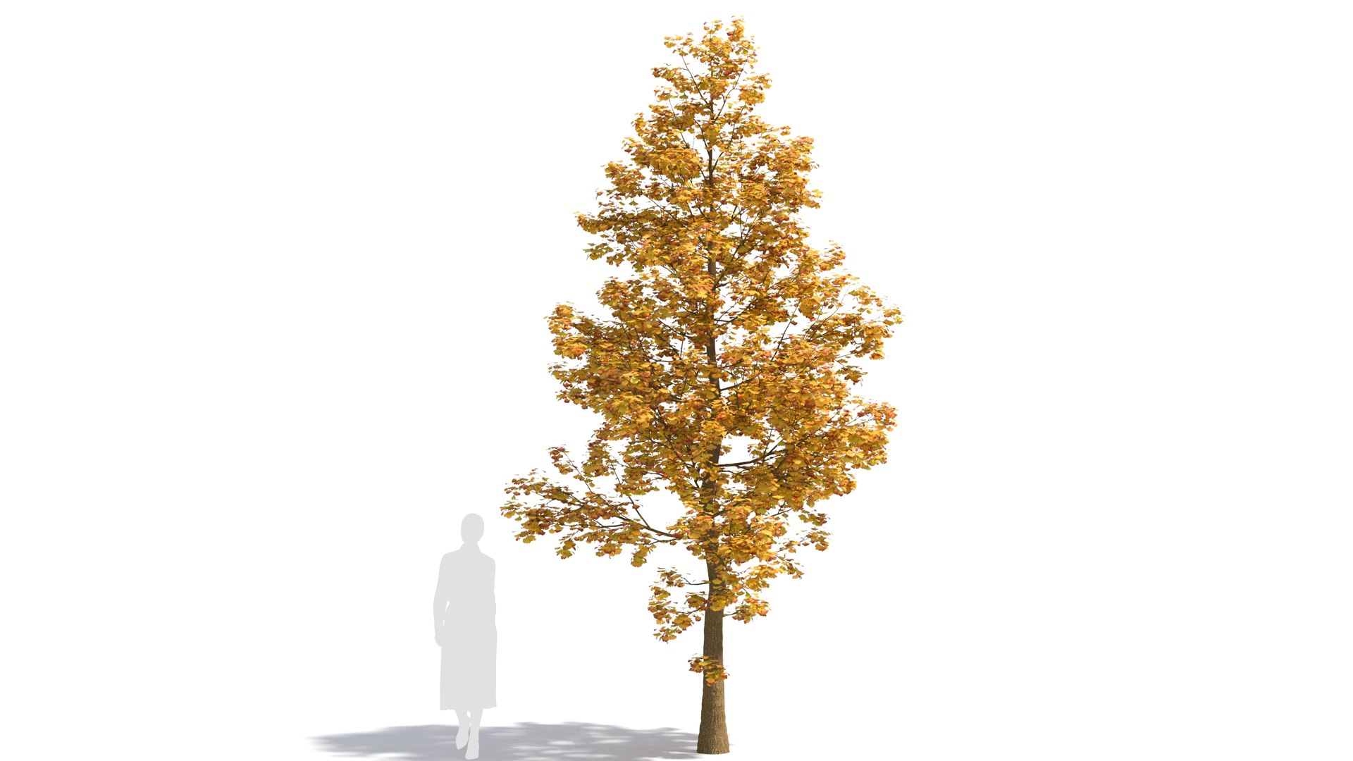 3D Model Ginkgo - TurboSquid 2048885