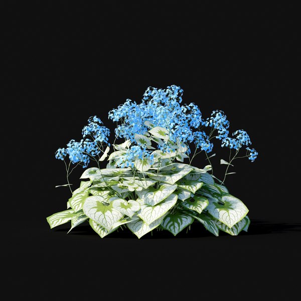 Brunnera macrophylla 3D model - TurboSquid 1909105