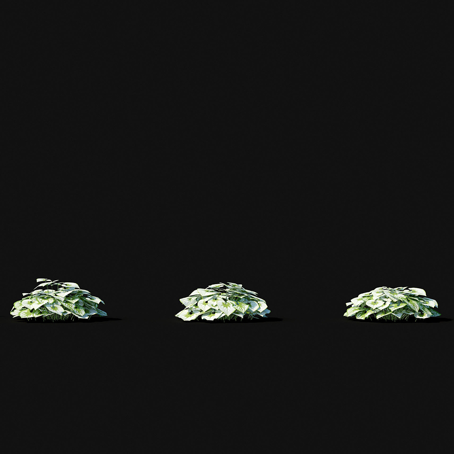 Brunnera macrophylla 3D model - TurboSquid 1909105