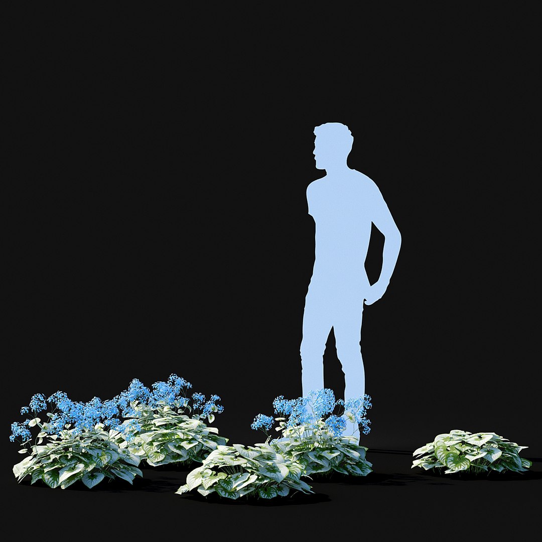 Brunnera Macrophylla 3D Model - TurboSquid 1909105