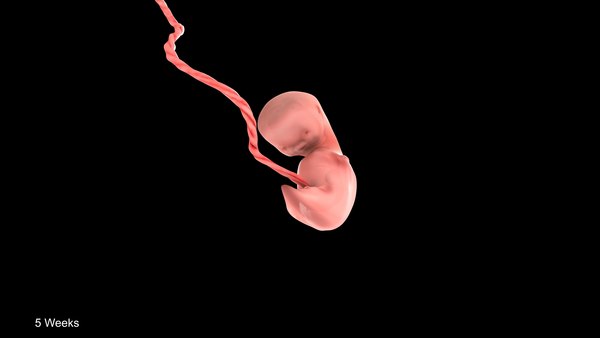 3D 5 Weeks Human Fetus - TurboSquid 2036632