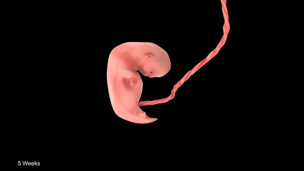 3D 5 Weeks Human Fetus - TurboSquid 2036632