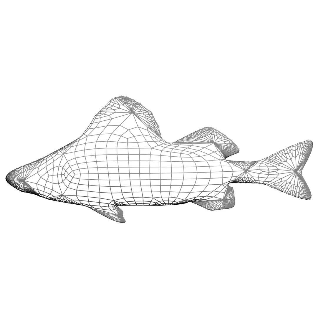 Yellow perch 3D model - TurboSquid 1216506