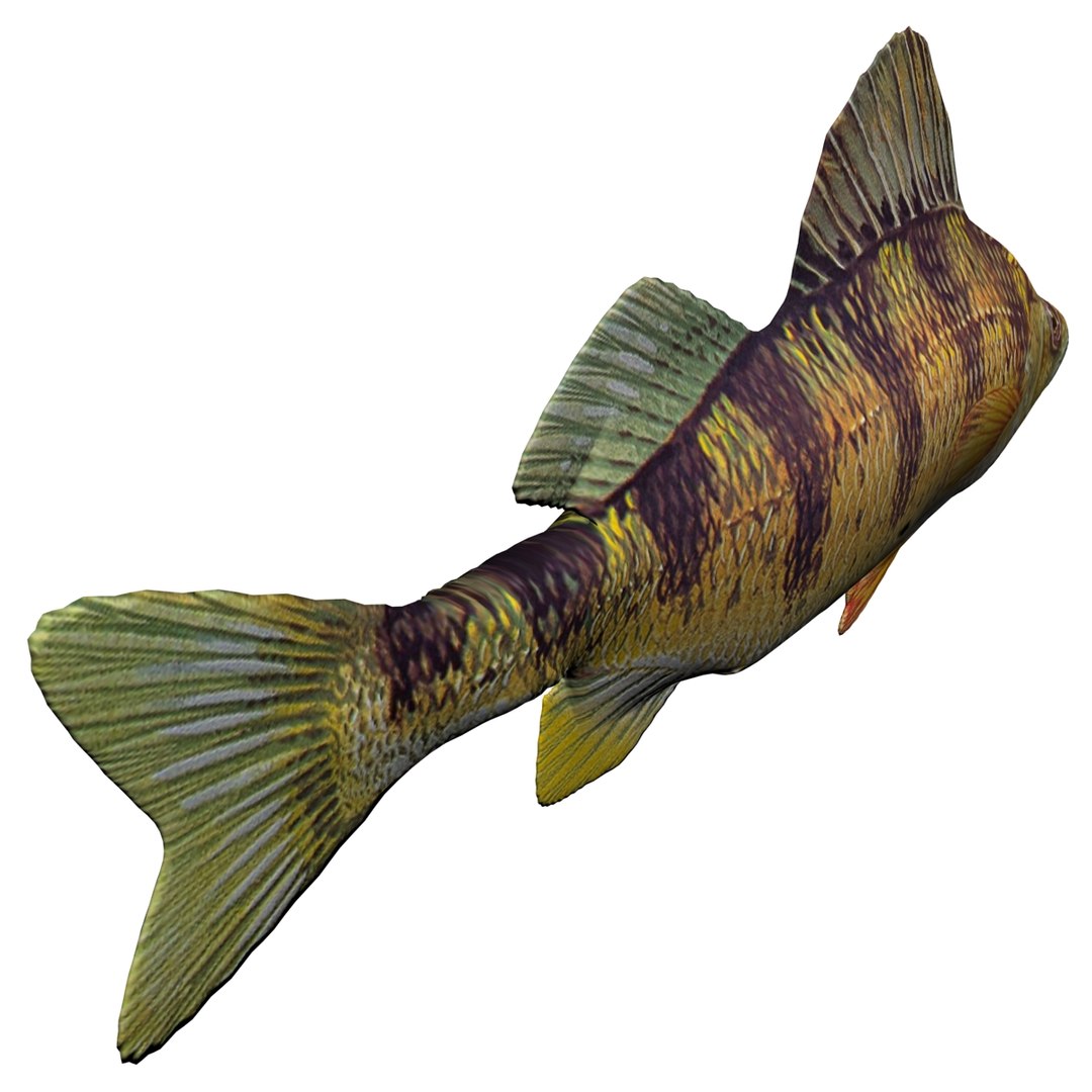 Yellow perch 3D model - TurboSquid 1216506