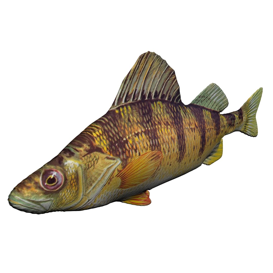 Yellow perch 3D model - TurboSquid 1216506