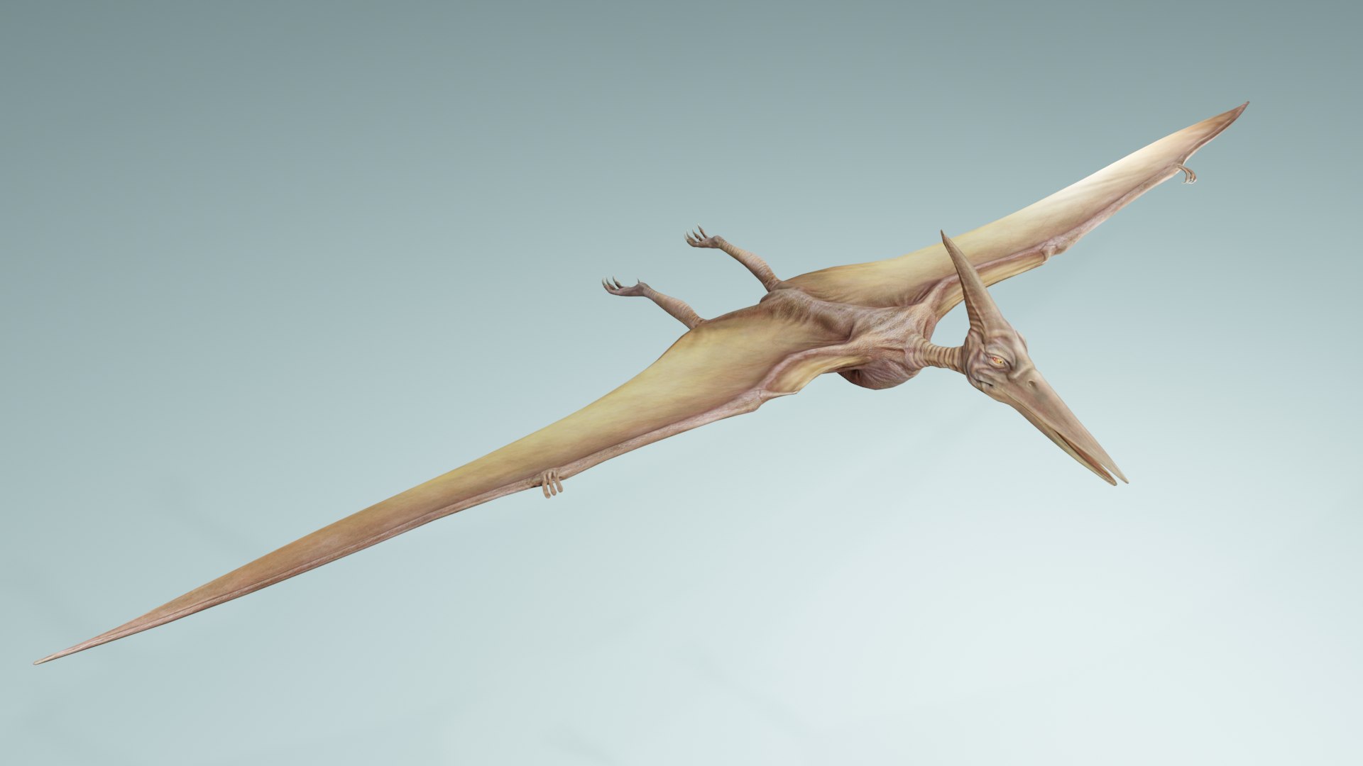The Flying Pterodactyl Animated 3d Model 3D - TurboSquid 2378601