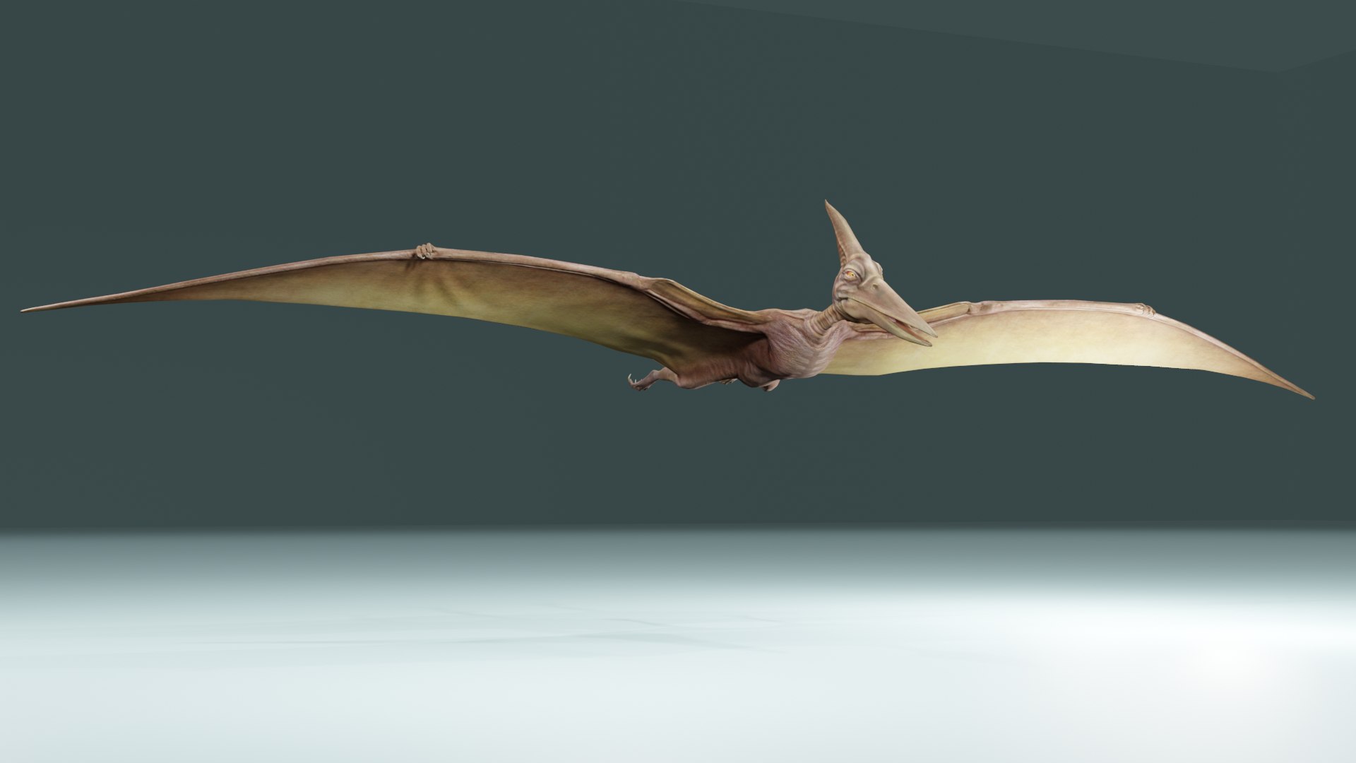 The Flying Pterodactyl Animated 3d Model 3D - TurboSquid 2378601