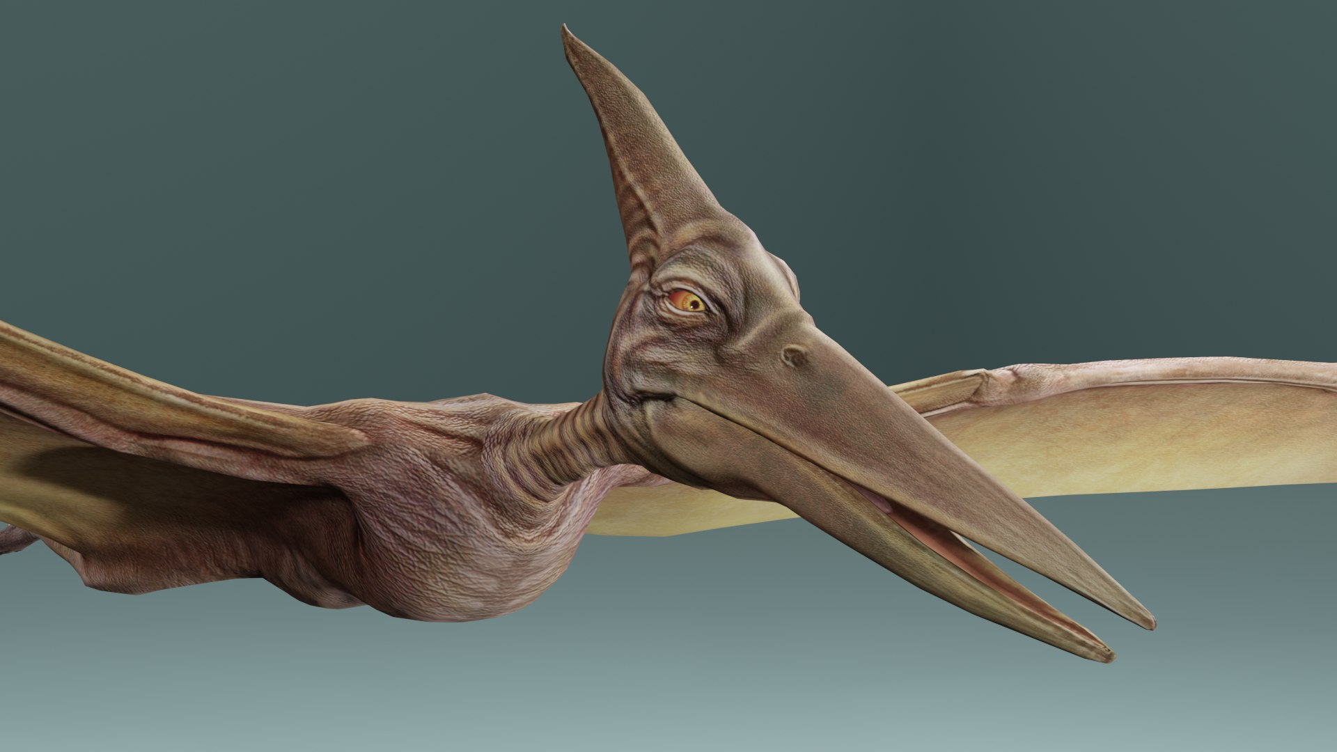 The Flying Pterodactyl Animated 3d Model 3D - TurboSquid 2378601