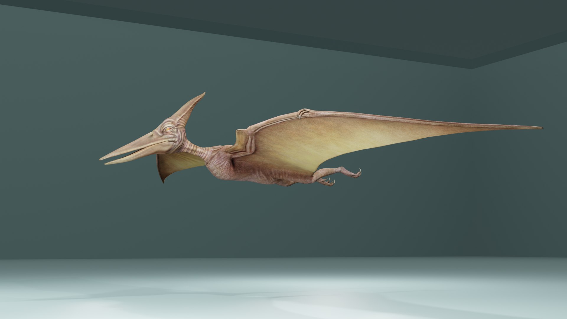 The Flying Pterodactyl Animated 3d Model 3D - TurboSquid 2378601