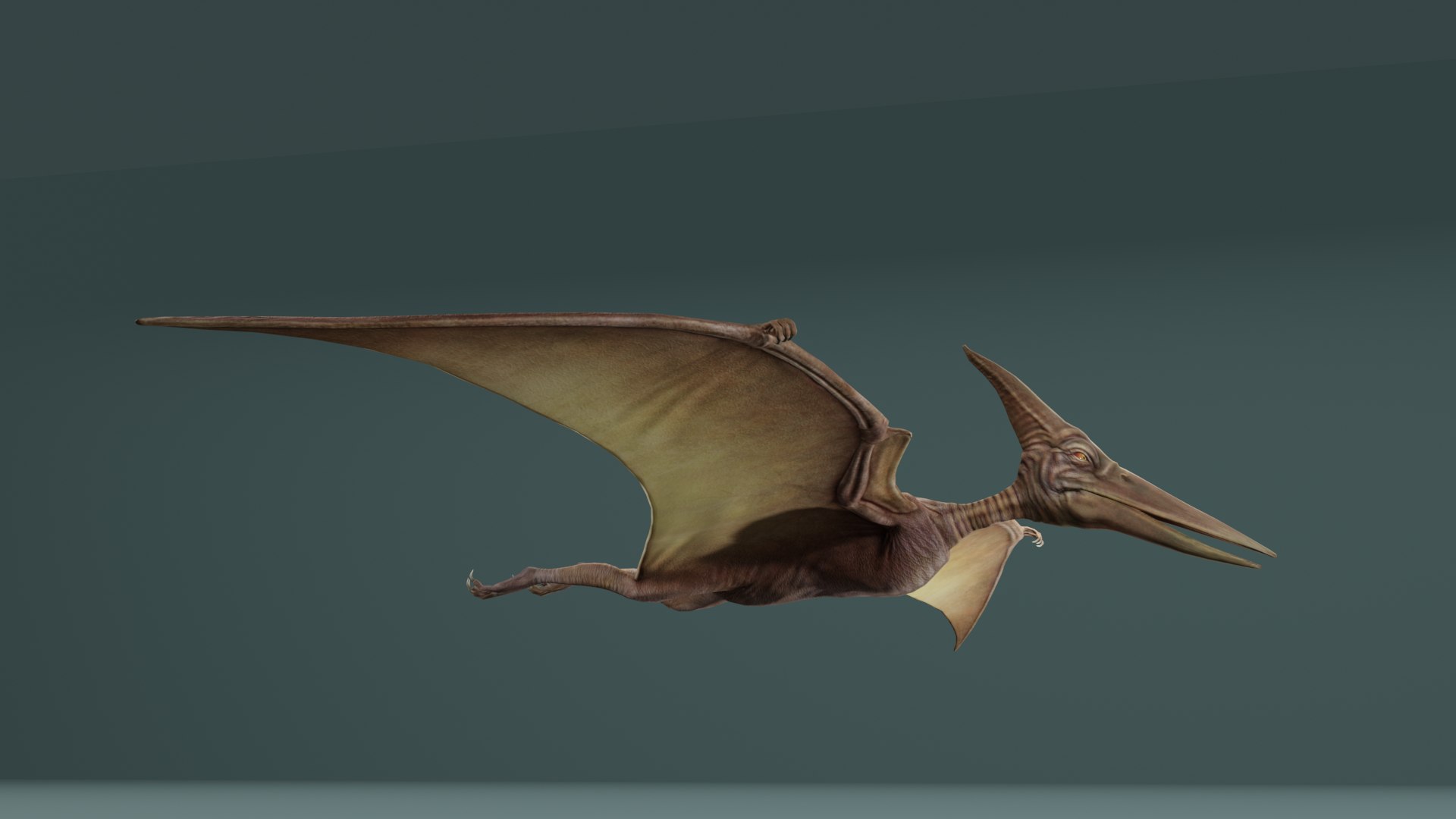 The Flying Pterodactyl Animated 3d Model 3D - TurboSquid 2378601