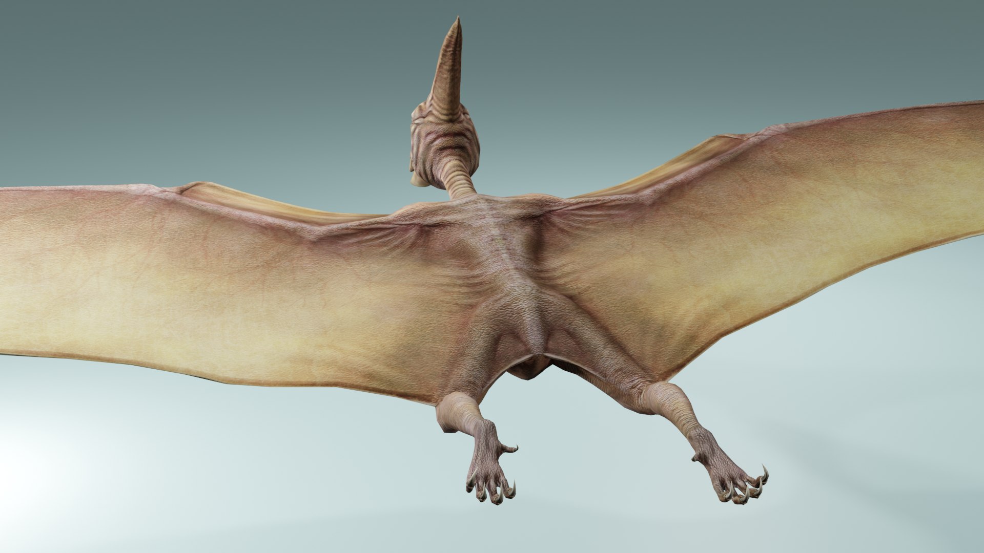 The Flying Pterodactyl Animated 3d Model 3D - TurboSquid 2378601