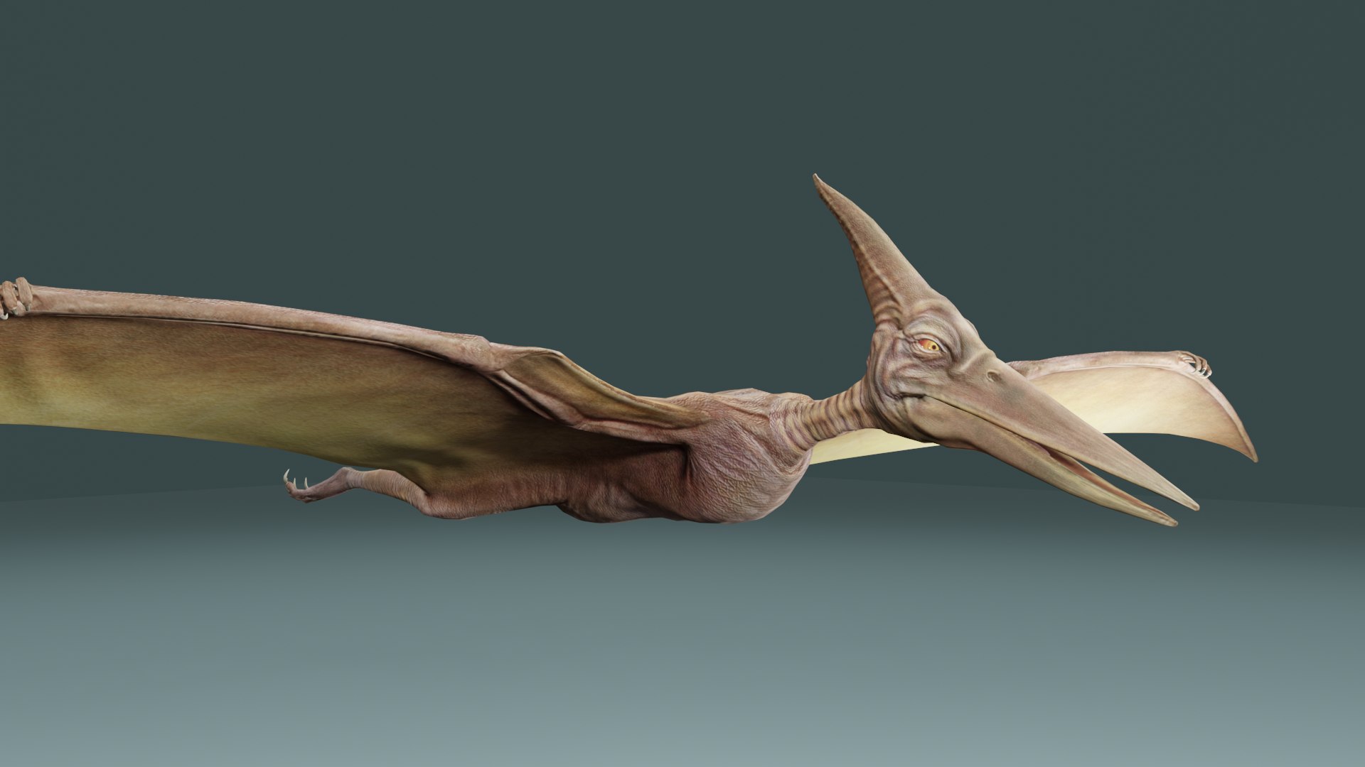 The Flying Pterodactyl Animated 3d Model 3D - TurboSquid 2378601