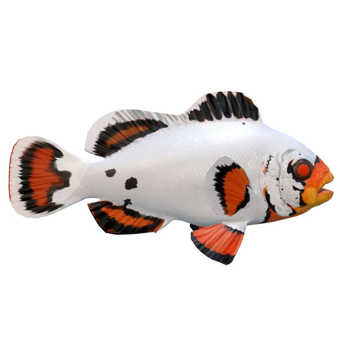 3D Clownfish Fish 3D Model - TurboSquid 2313530