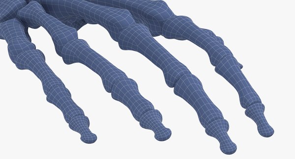 3D Human Arm and Hand Bones Collection Yellow - 4 models - TurboSquid ...