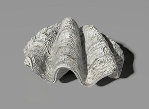 3D Clamshell Models | TurboSquid