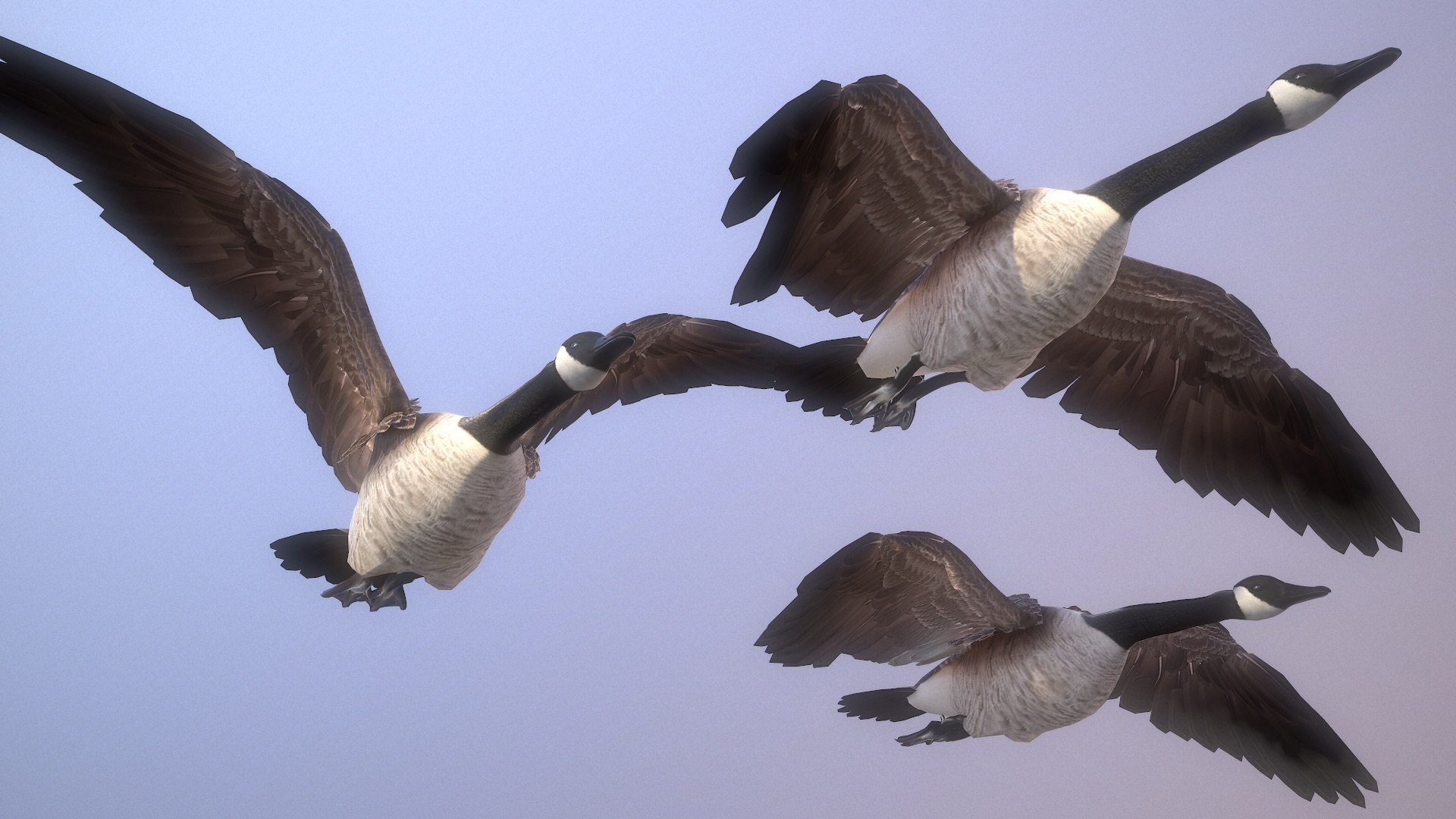 Wild Goose Low-poly 3D Model - TurboSquid 1879258