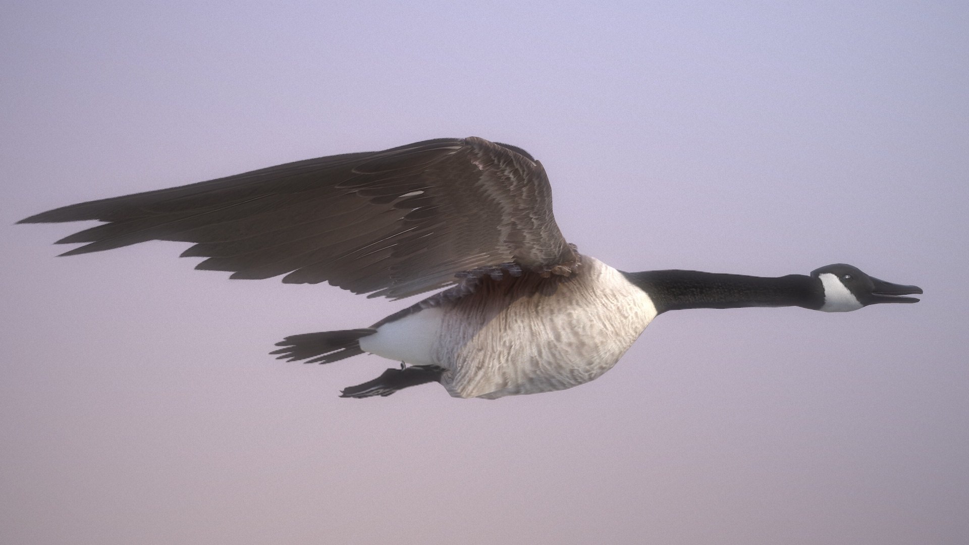 Wild Goose Low-poly 3D Model - TurboSquid 1879258
