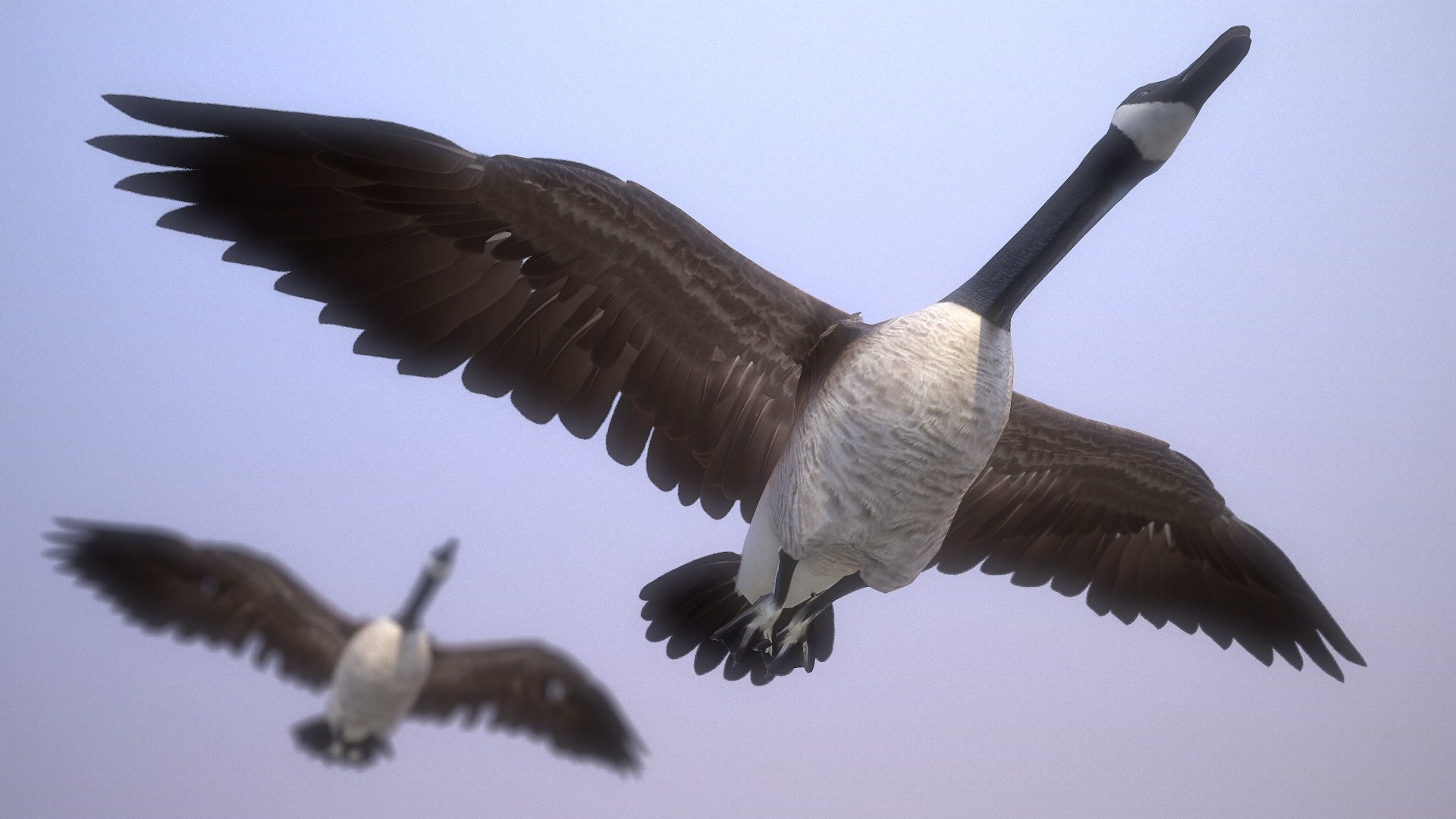 Wild Goose Low-poly 3D Model - TurboSquid 1879258