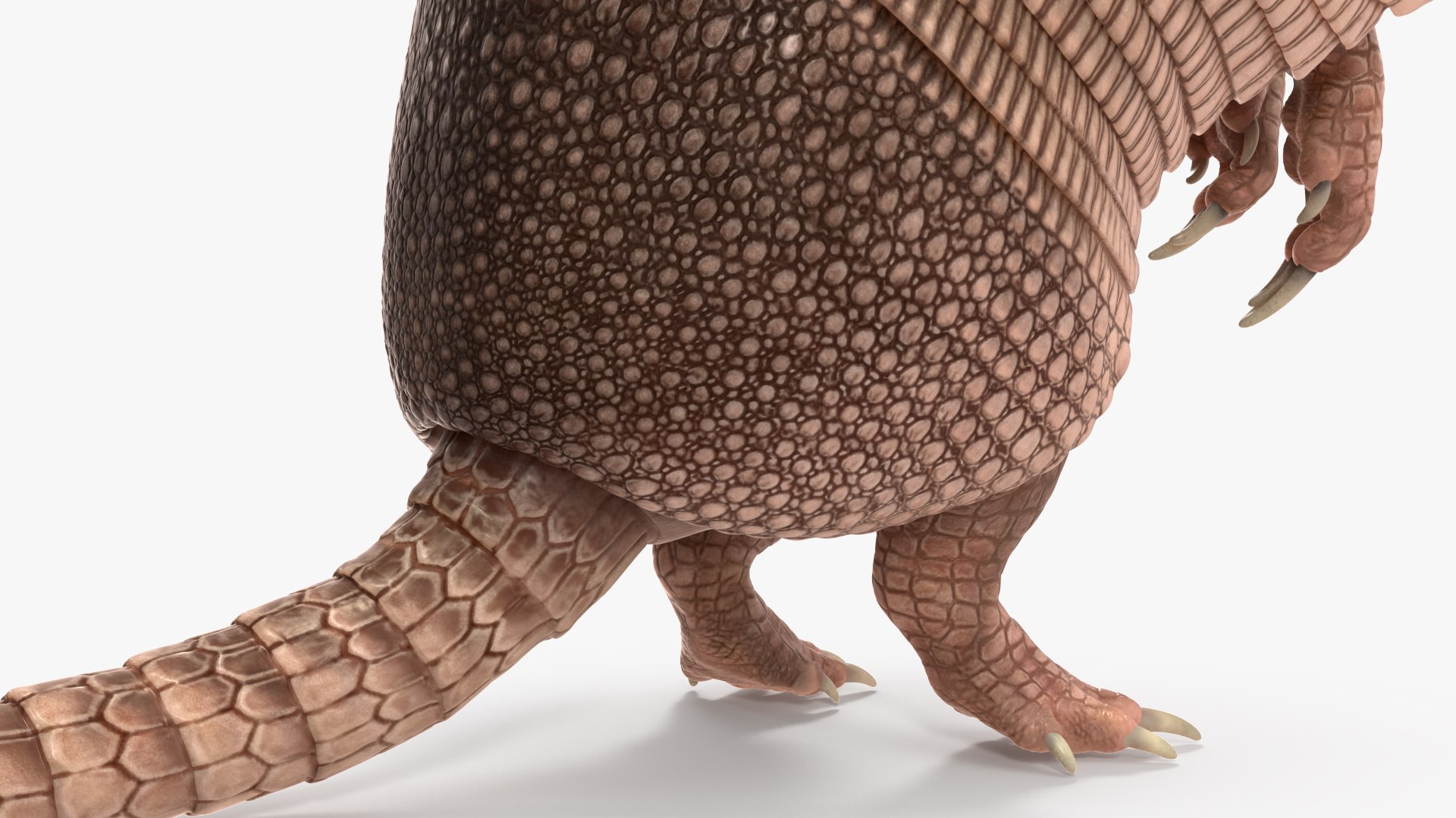 Armadillo In Hind Legs Pose Pink 3D Model - TurboSquid 2248059