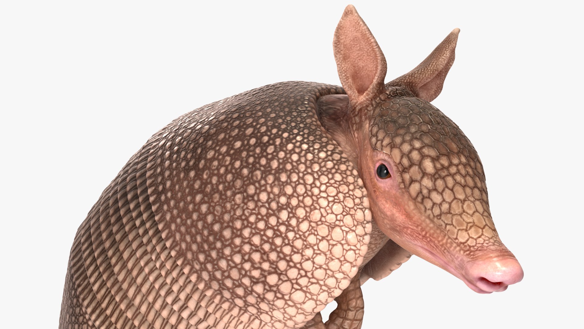 Armadillo In Hind Legs Pose Pink 3D Model - TurboSquid 2248059