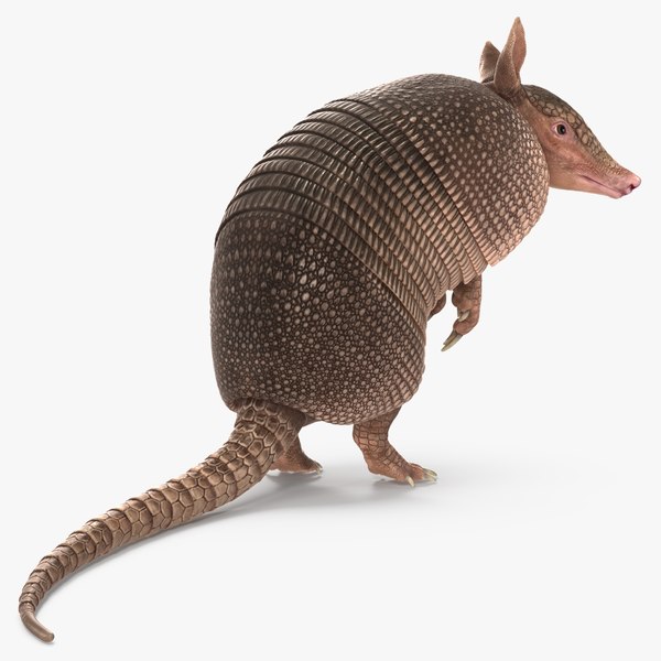 modelo 3d Armadillo en pose de patas traseras rosa - TurboSquid 2248059
