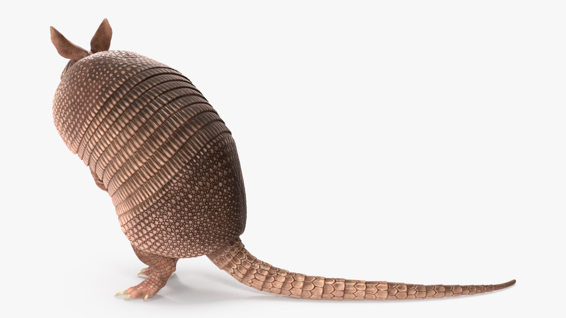 Armadillo In Hind Legs Pose Pink 3D Model - TurboSquid 2248059