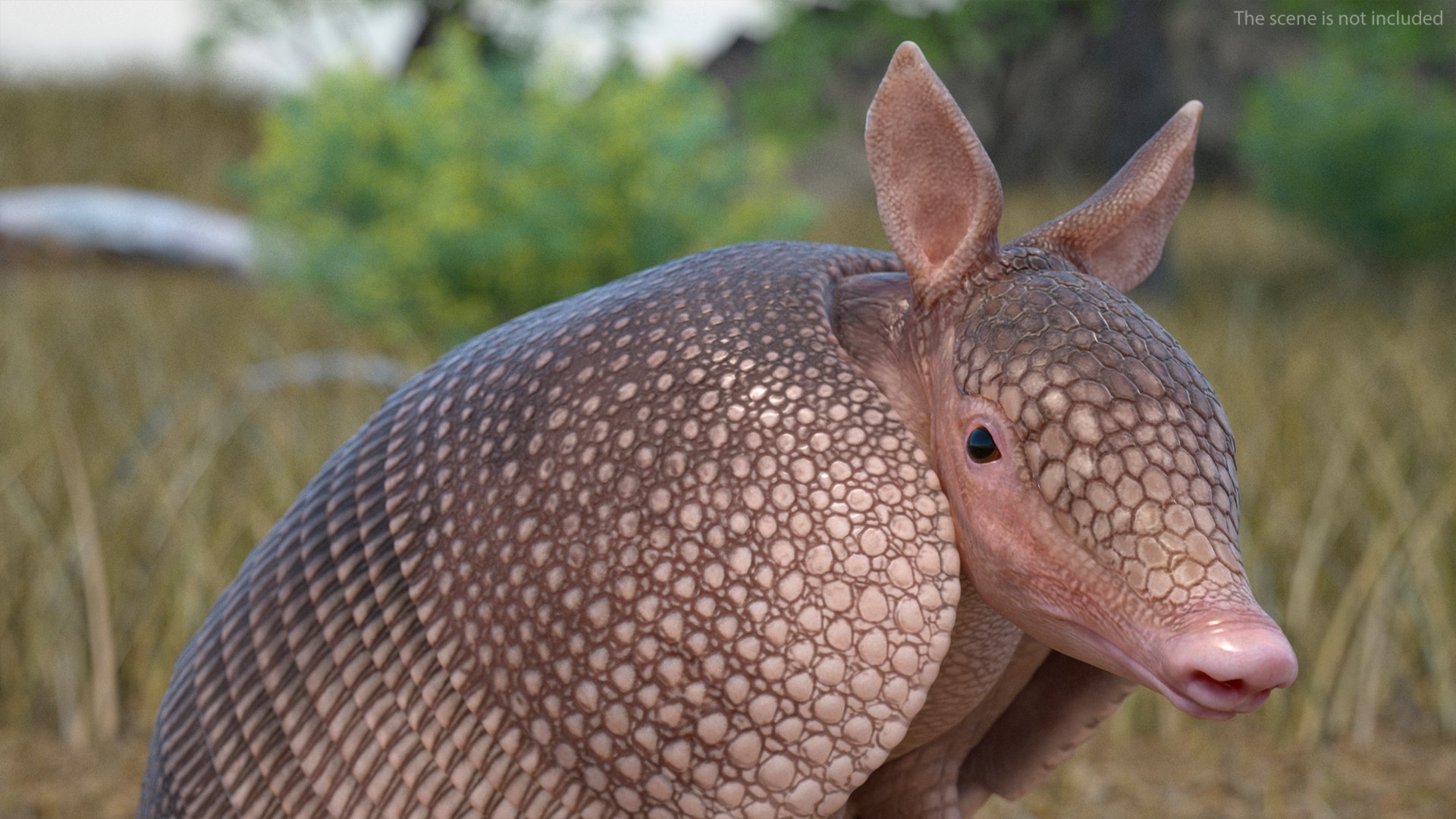 Armadillo In Hind Legs Pose Pink 3D Model - TurboSquid 2248059