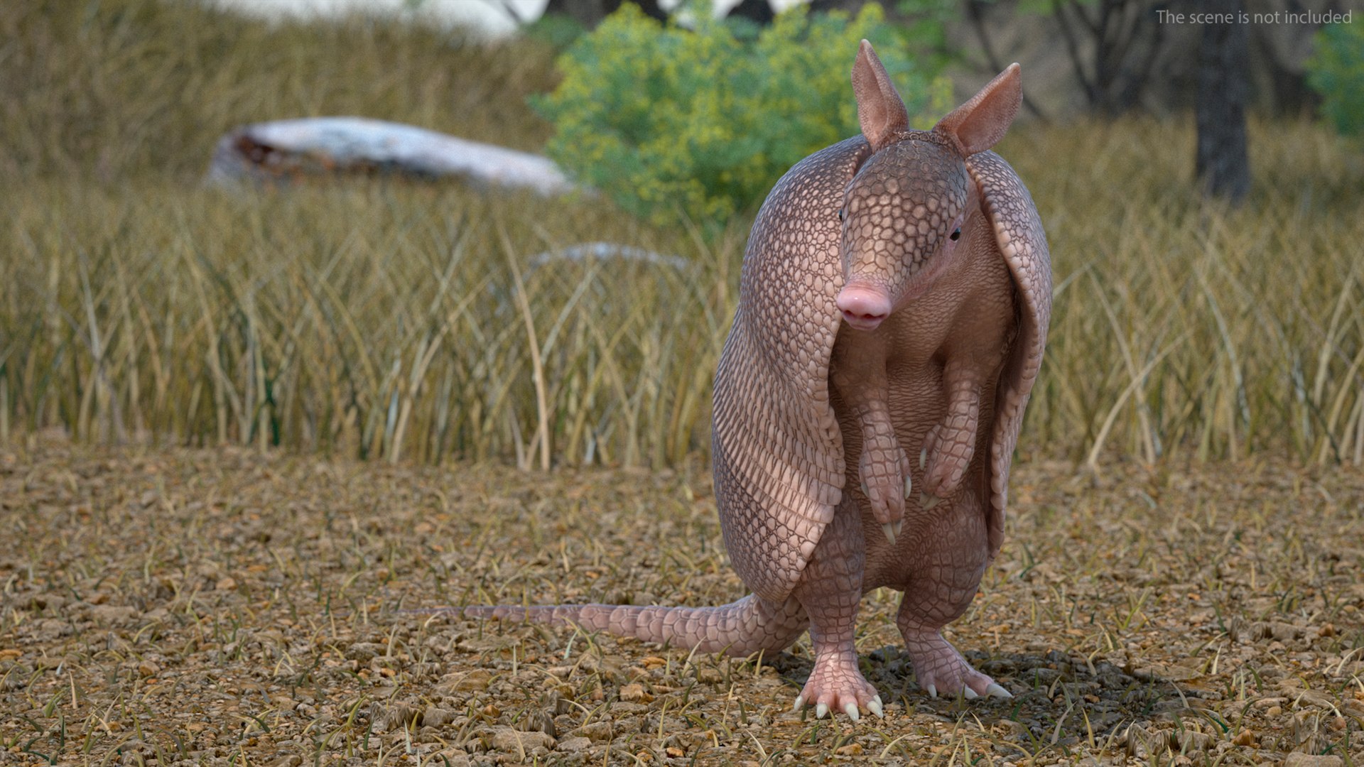 Armadillo In Hind Legs Pose Pink 3D Model - TurboSquid 2248059
