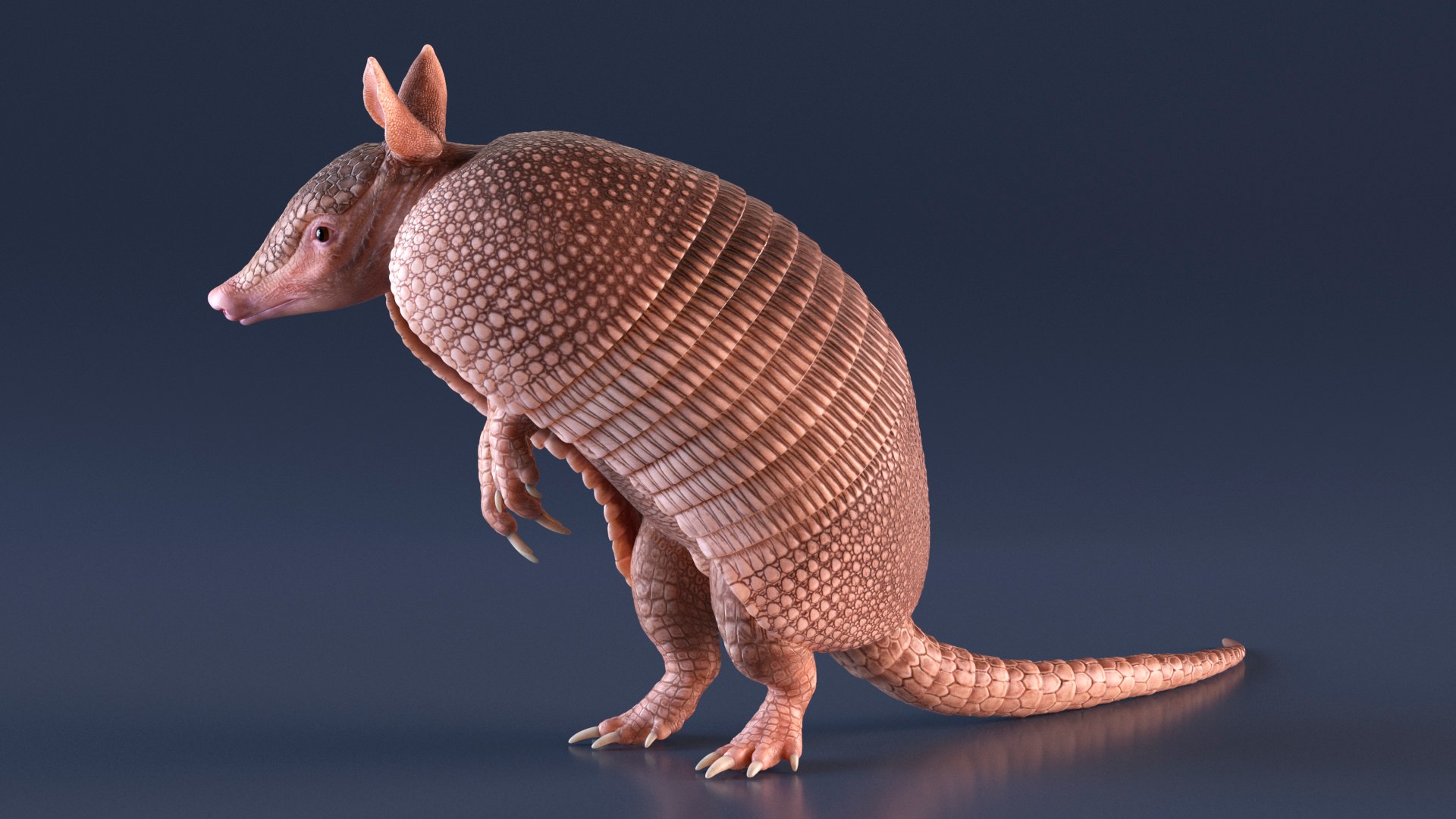 Armadillo In Hind Legs Pose Pink 3D Model - TurboSquid 2248059