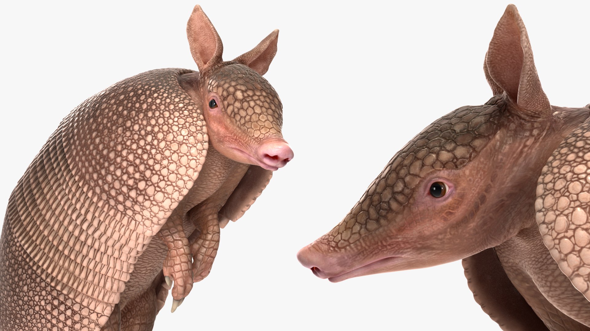 Armadillo In Hind Legs Pose Pink 3D Model - TurboSquid 2248059