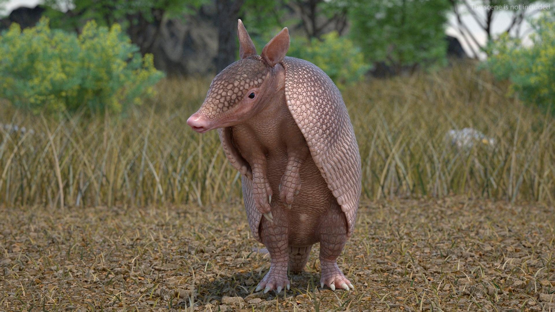 Armadillo In Hind Legs Pose Pink 3D Model - TurboSquid 2248059