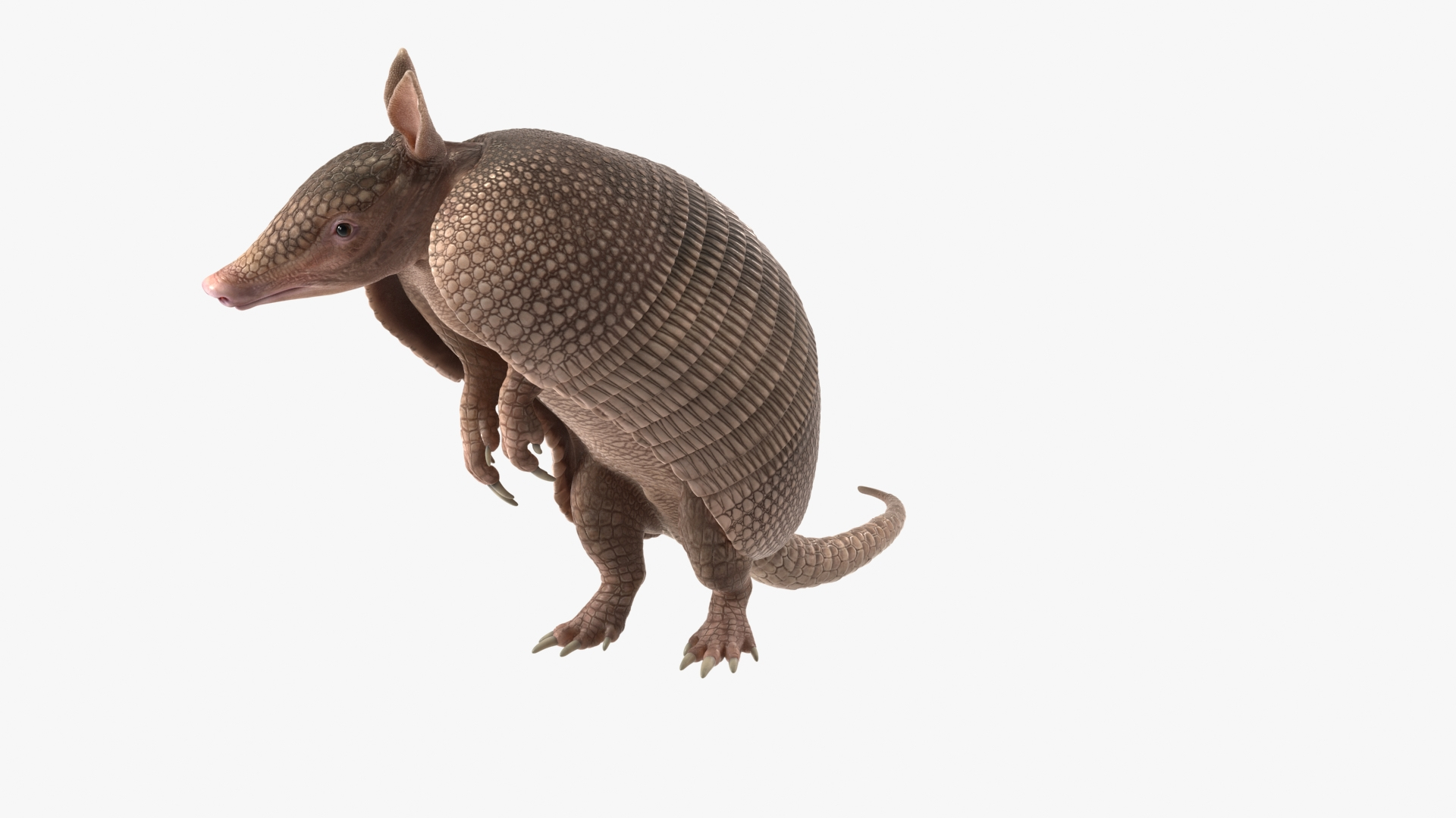 Armadillo In Hind Legs Pose Pink 3D Model - TurboSquid 2248059