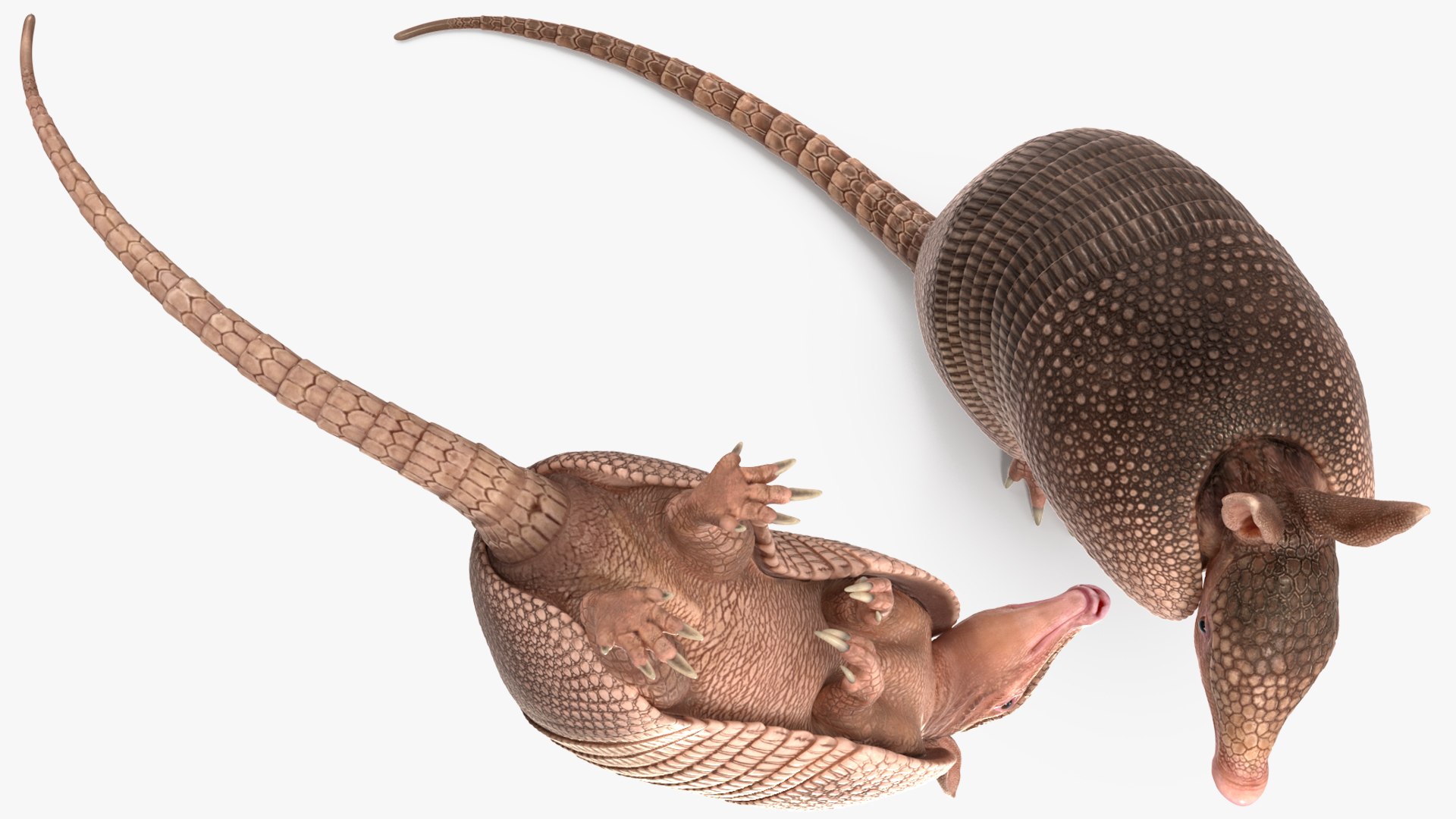 Armadillo In Hind Legs Pose Pink 3D Model - TurboSquid 2248059