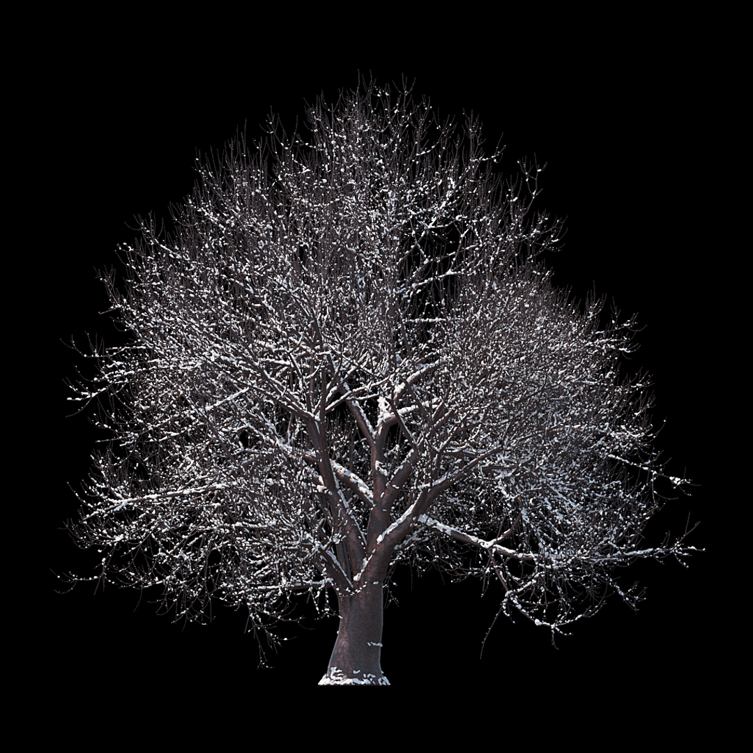 Winter Tree 04 Model - TurboSquid 1223740