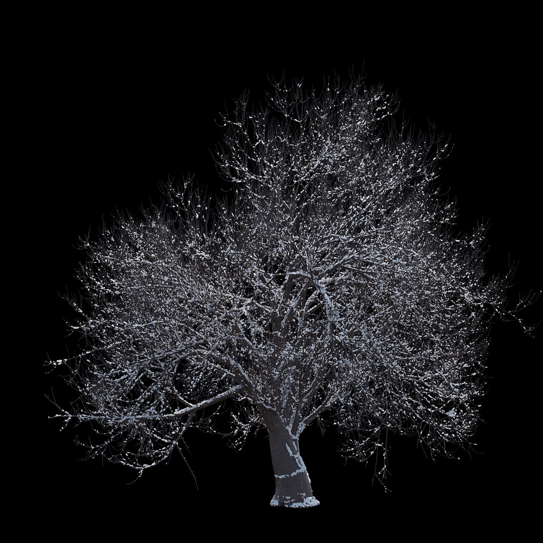 Winter Tree 04 Model - TurboSquid 1223740