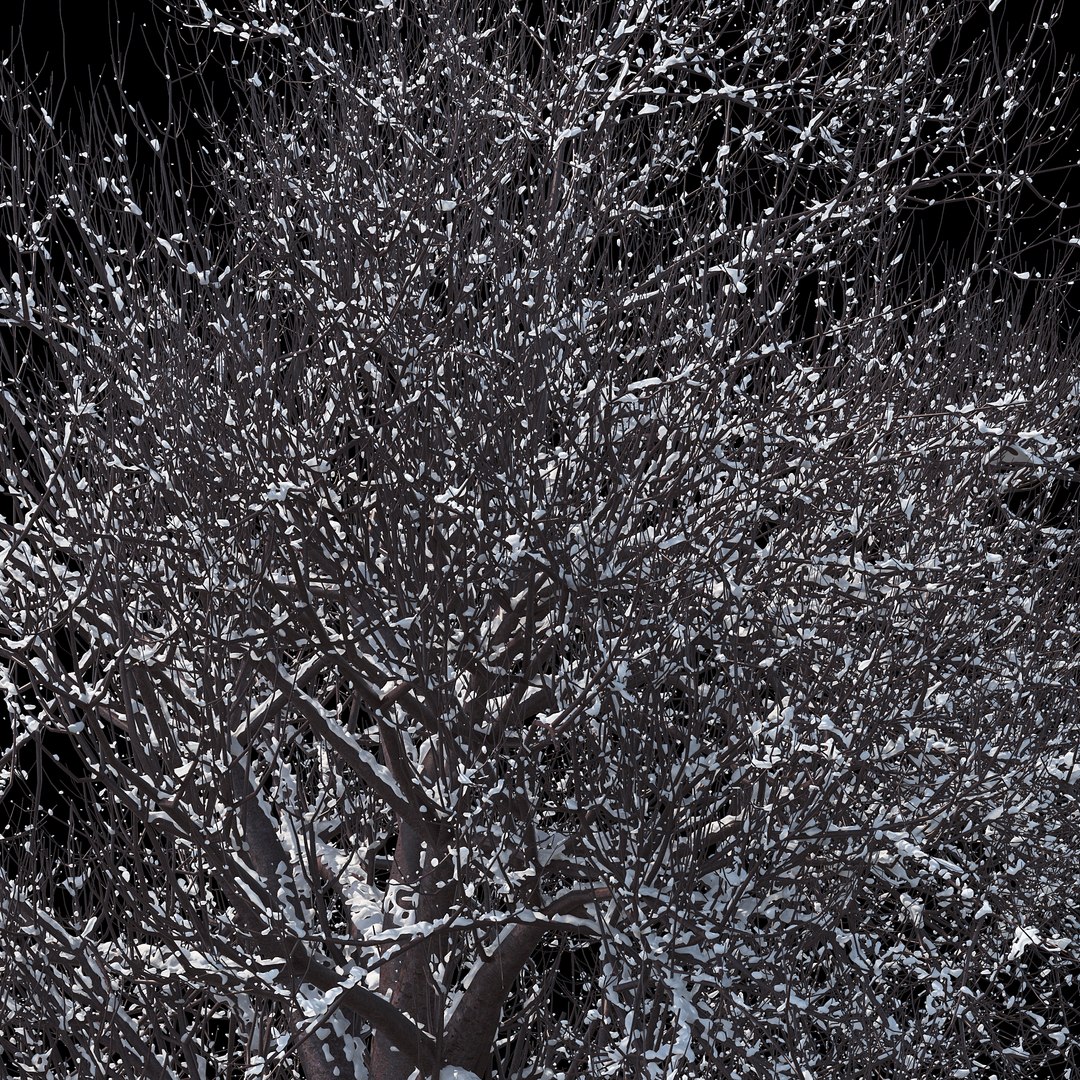 Winter Tree 04 Model - TurboSquid 1223740