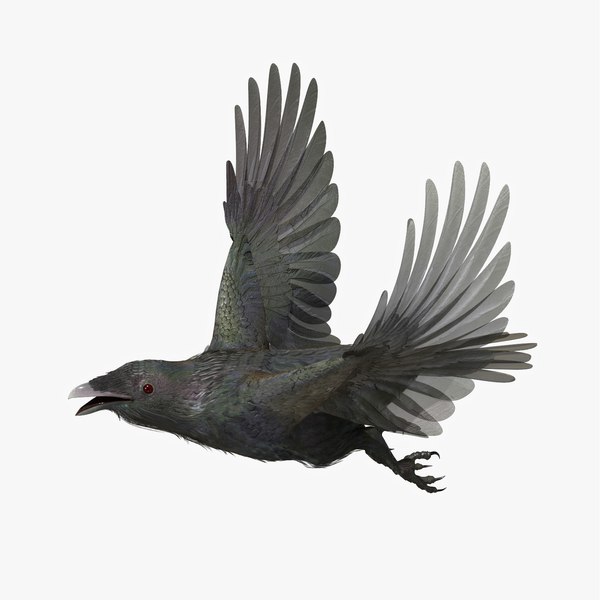Animated Crow 3D Models for Download | TurboSquid
