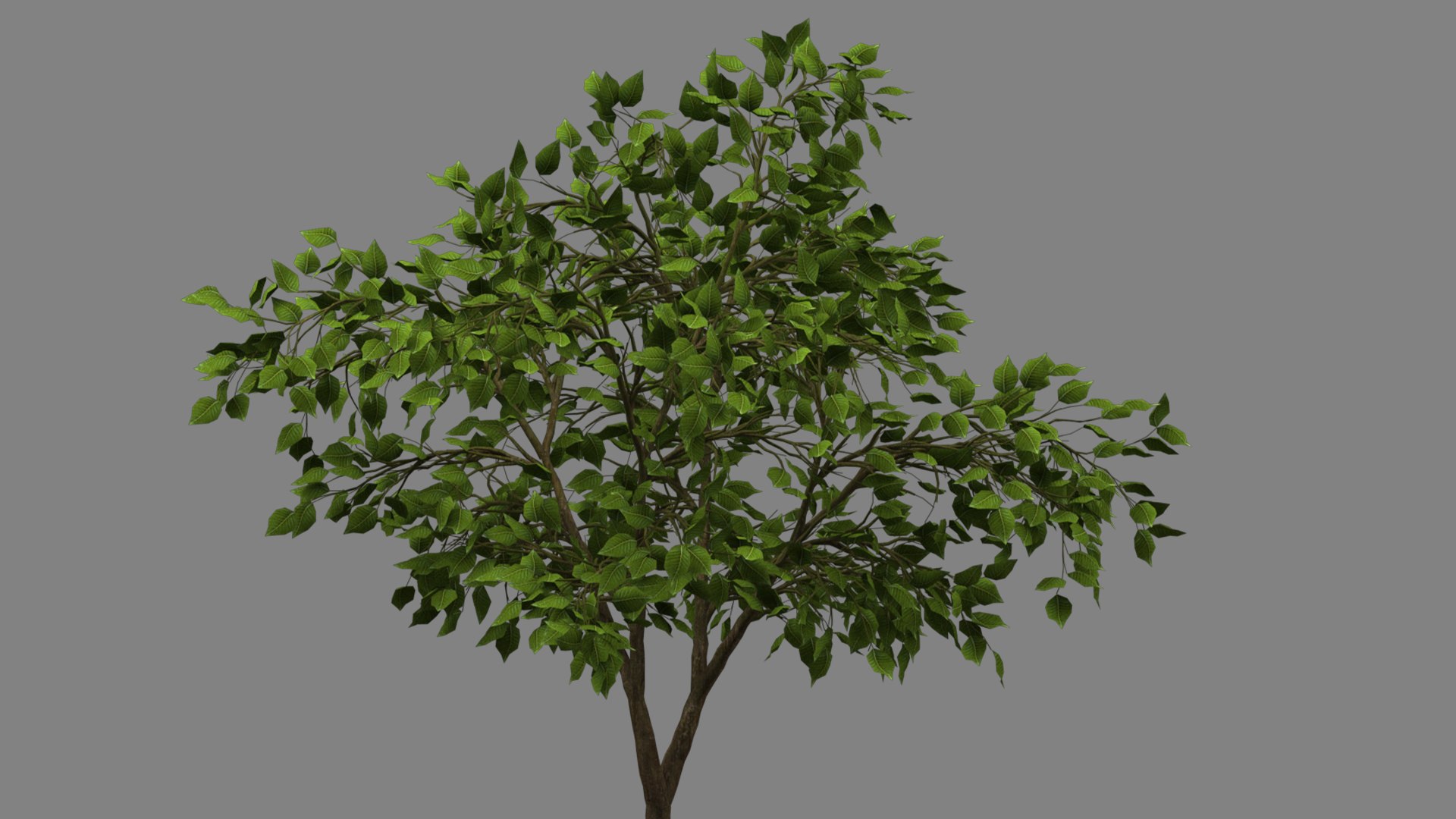 3D Tree In The City Model - TurboSquid 1783509