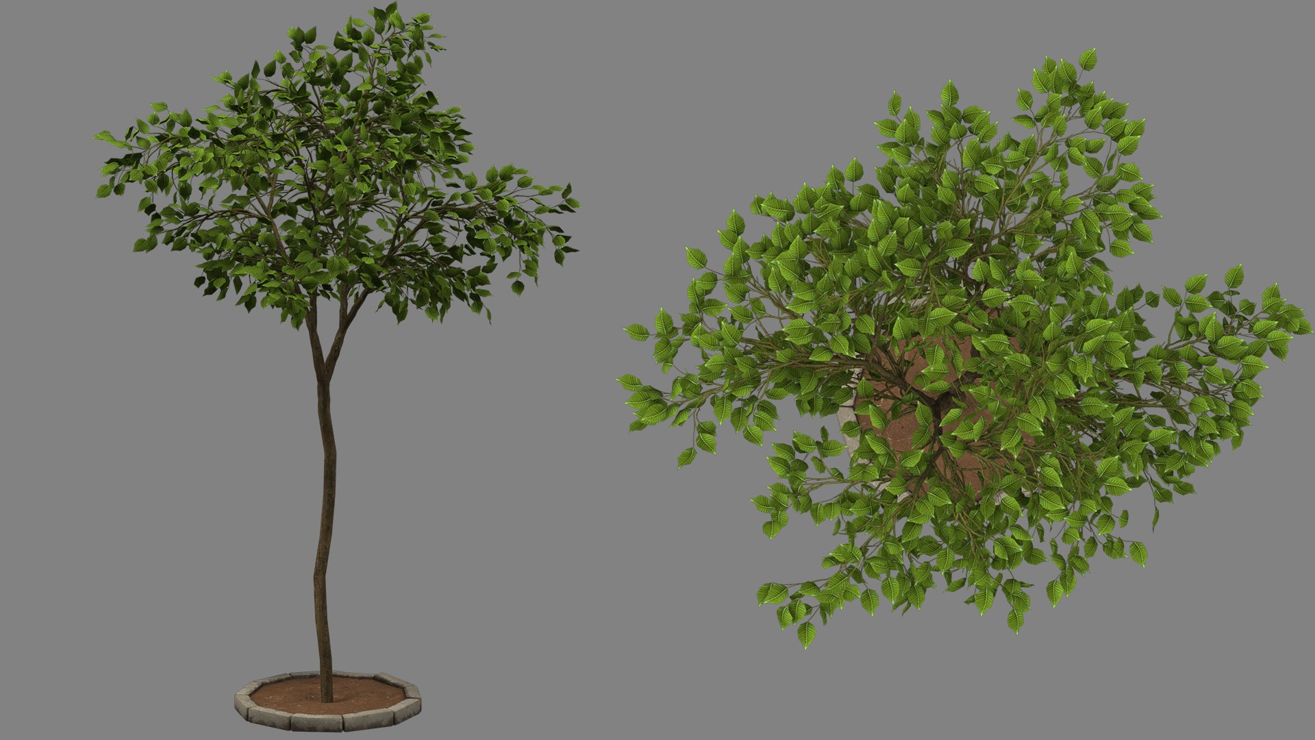 3D Tree In The City Model - TurboSquid 1783509