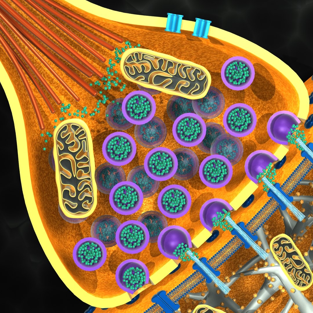 Body Neuron Cell 3d Model