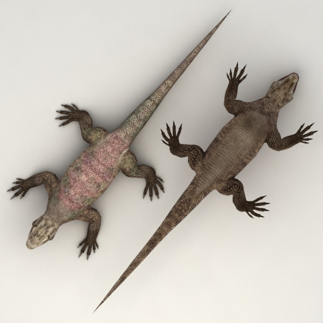 Monitor Lizard Ged 3d Max