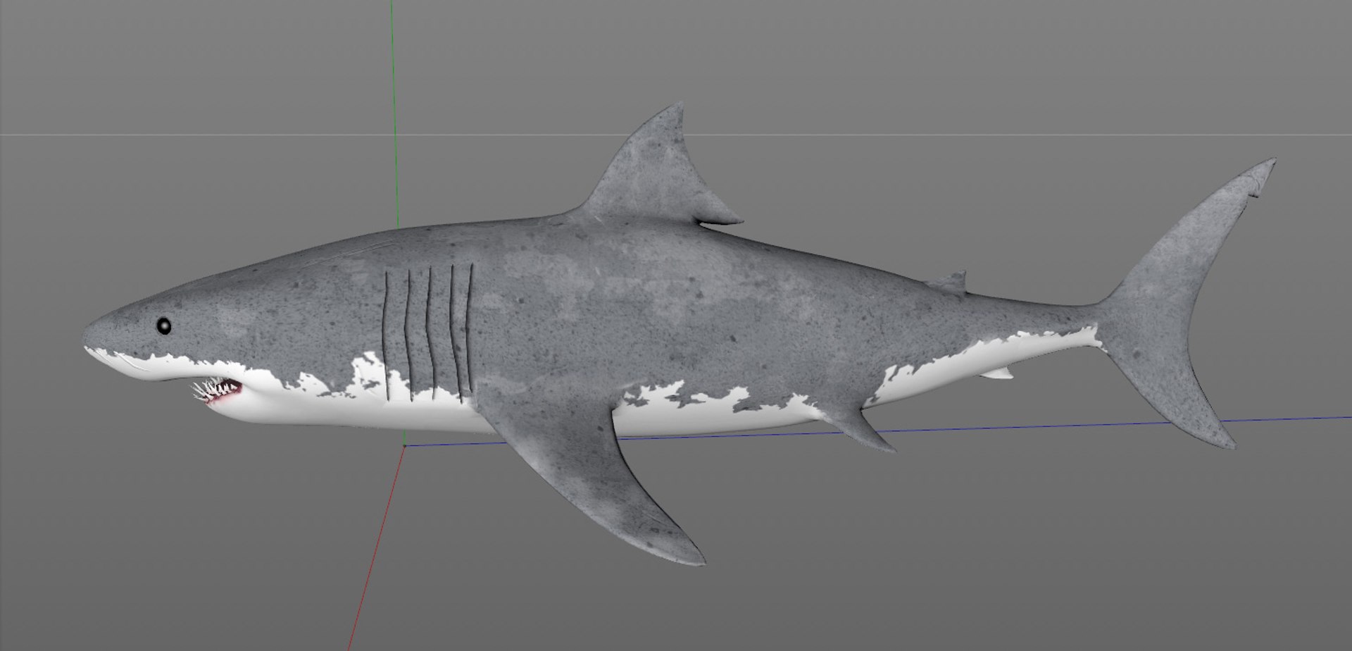 Swim Shark 3d Model