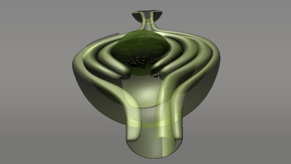 3d model fertilization