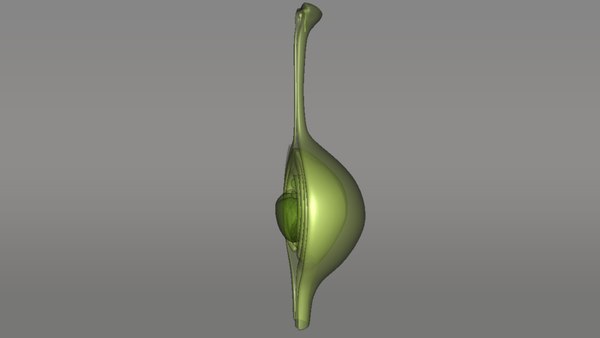 3d model fertilization